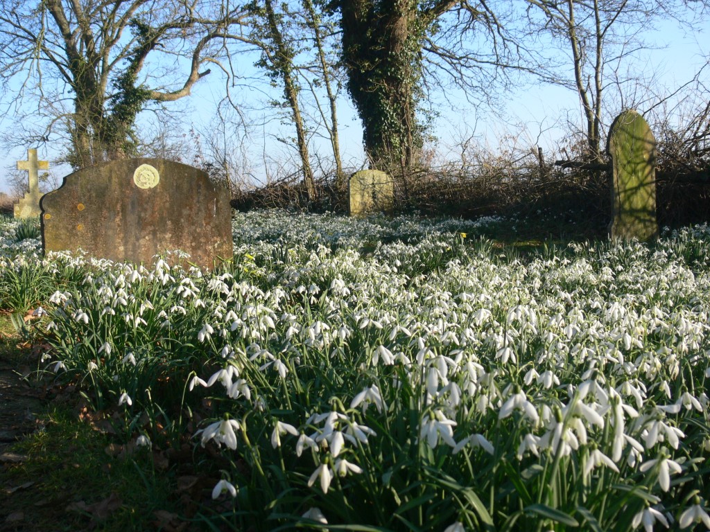 Enjoy the spring flowers at Newchurch churchyard – FreeWight